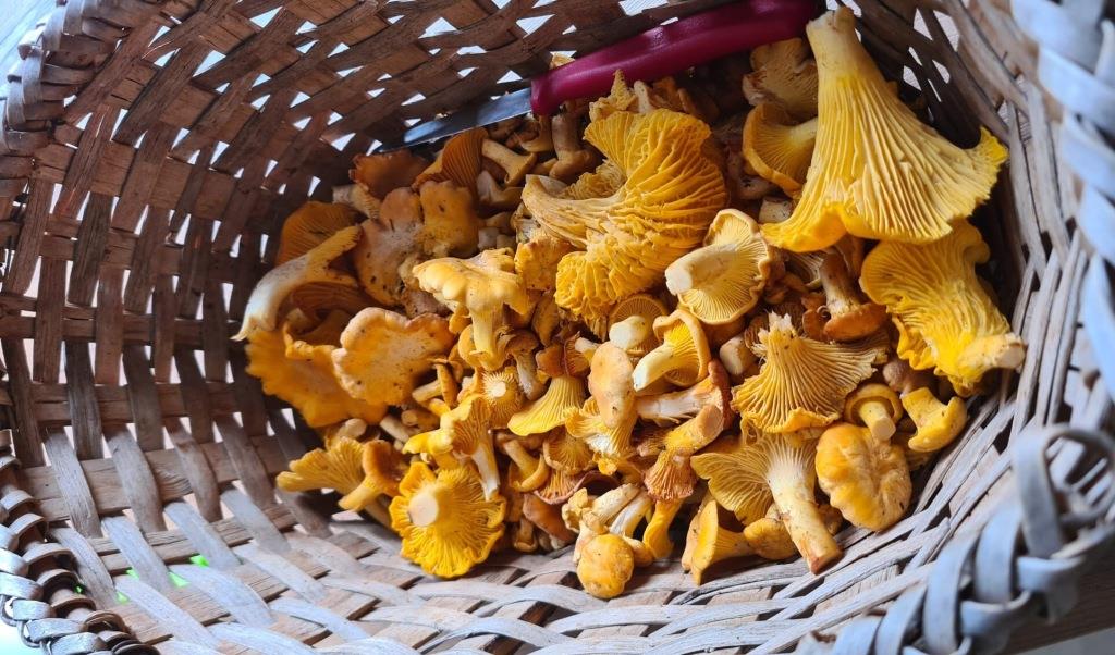 Die schönsten Fotos unserer Leser: So prachtvoll präsentiert sich die ...