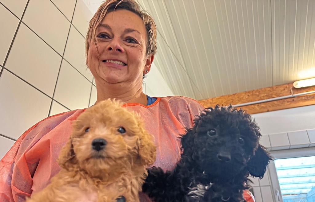 17 Hundewelpen sorgen für schlaflose Nächte im Regensburger Tierheim