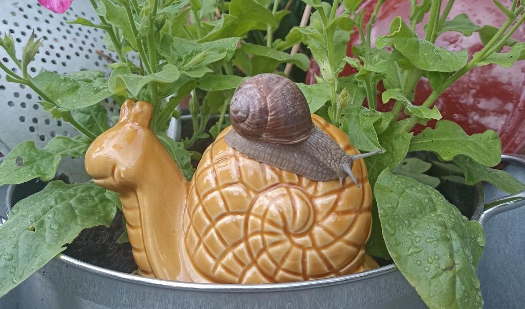 Die schönsten Leserfotos: So farbenprächtig präsentiert sich der Sommer ...