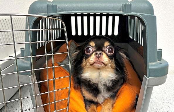 Bello packt seinen Koffer: Neumarkter Expertinnen geben Tipps für den ...