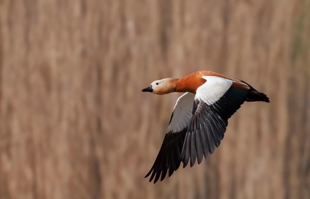 Die Rostgans ist im Anflug auf begehrte Lagen entlang der Donau