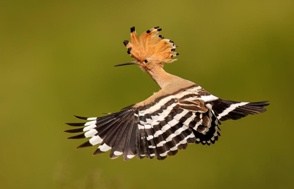 Schillernde Punker-Star on tour: Ausschau halten nach dem Wiedehopf ...
