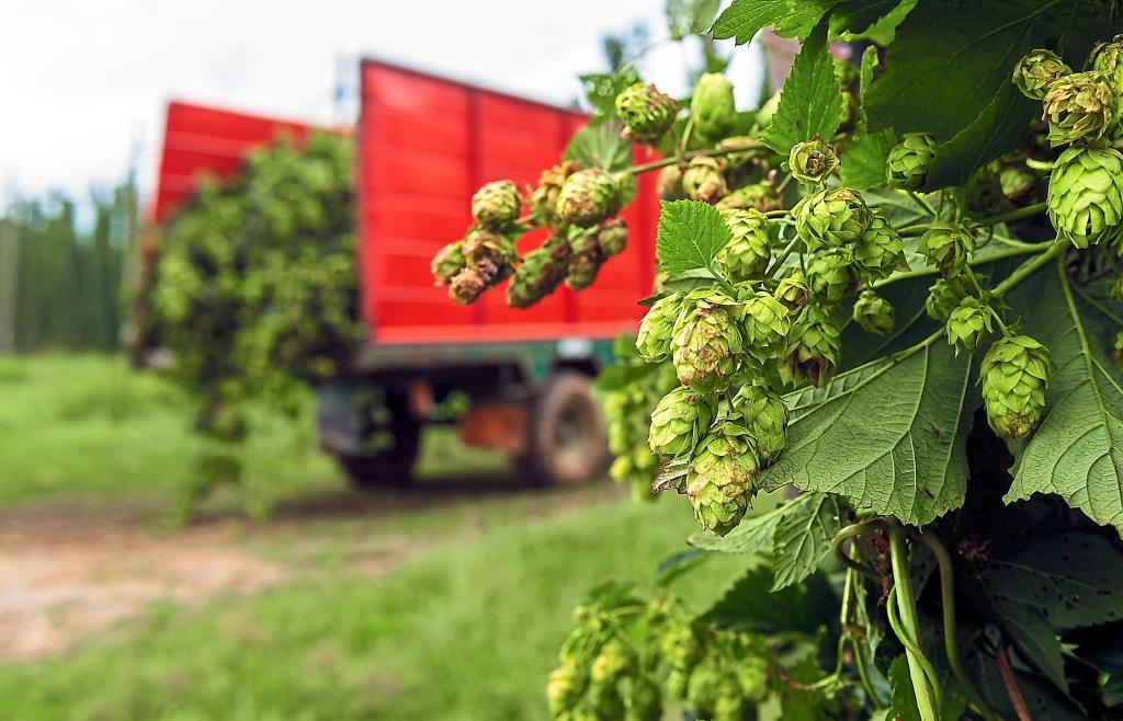 Apfelschorle-Trinker in Bayern entdecken das alkoholfreie Bier