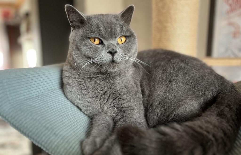 Tote Katze trotz Tempo 30: Anwohnerin in Laaber schlägt Alarm