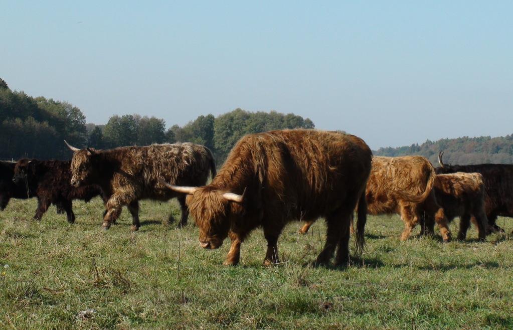 Altmühltaler Rind erobert Speiseplan im Landkreis Kelheim