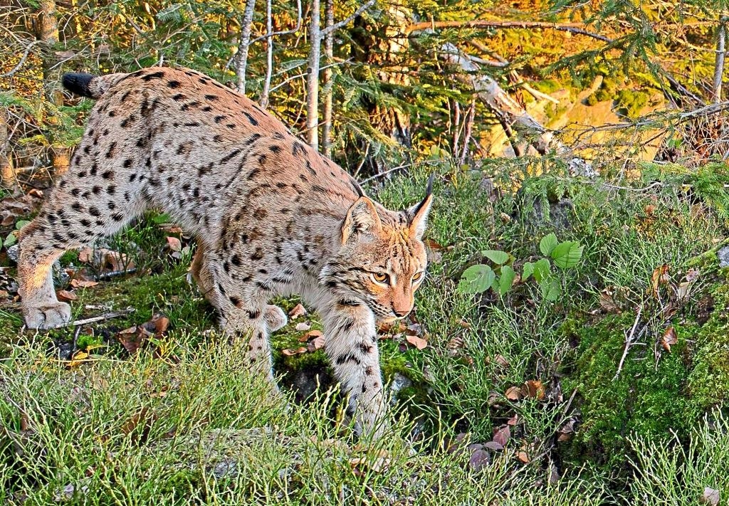 „Luchs – Schattenwesen und Lichtgestalt“