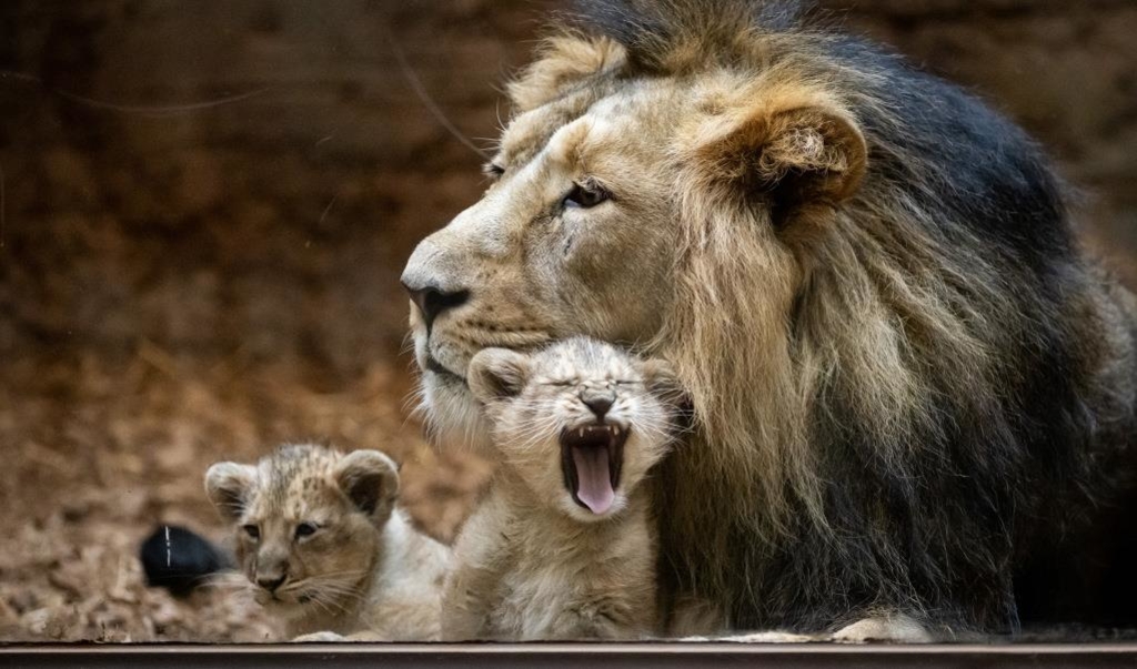 Süß, aber gefährlich: Die ersten Farbfotos der Löwen-Babys im ...