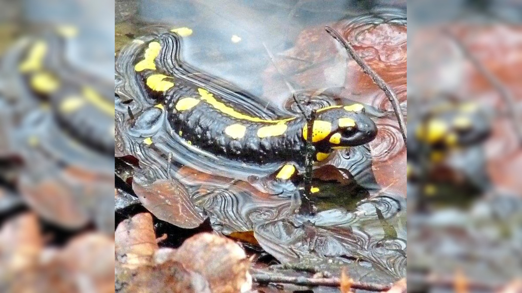 Auf der Spur von Lurchi und Unkerich