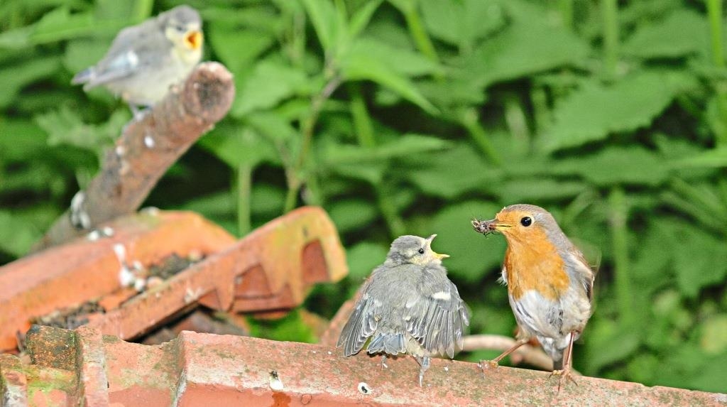 Vogeljungen werden flügge und verlassen das Nest – LBV Cham rät jetzt ...