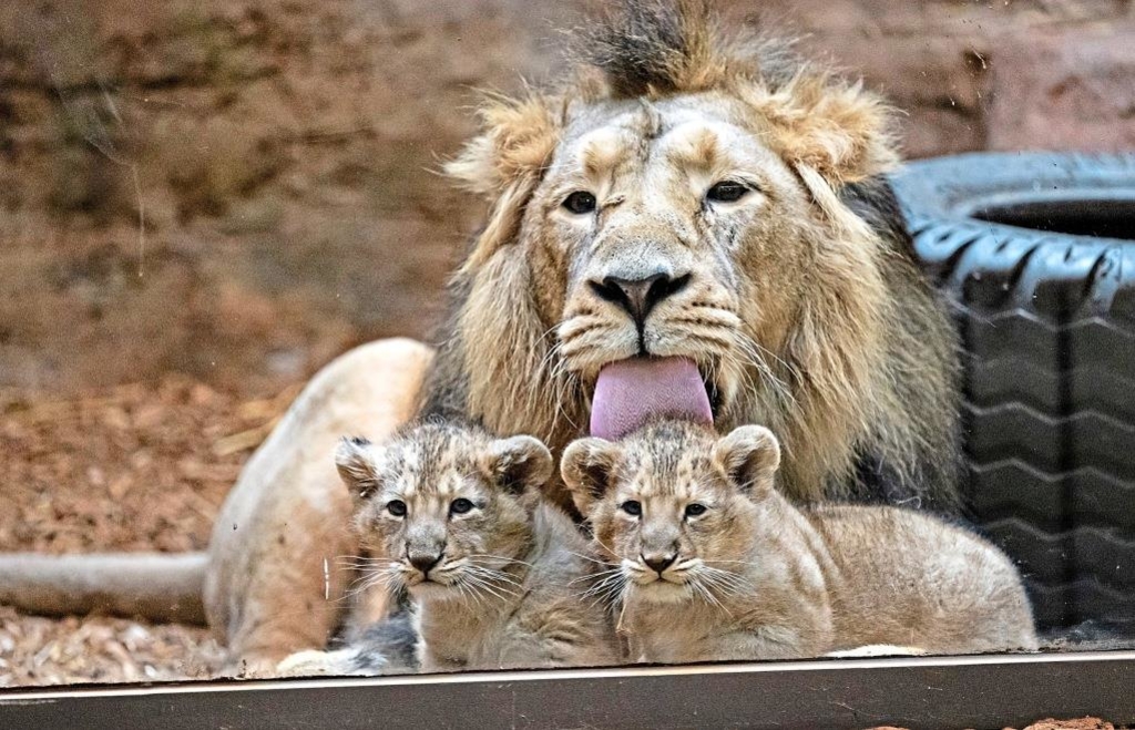 Süß, aber gefährlich: Die ersten Farbfotos der Löwen-Babys im Tiergarten Nürnberg