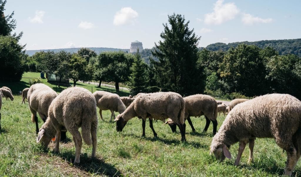 Die schönsten Bilder der Kelheimer Leserfotografen im August, Teil 1