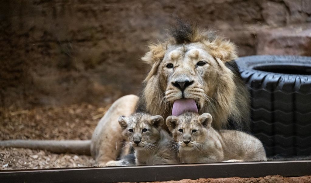 Süß, aber gefährlich: Die ersten Farbfotos der Löwen-Babys im ...