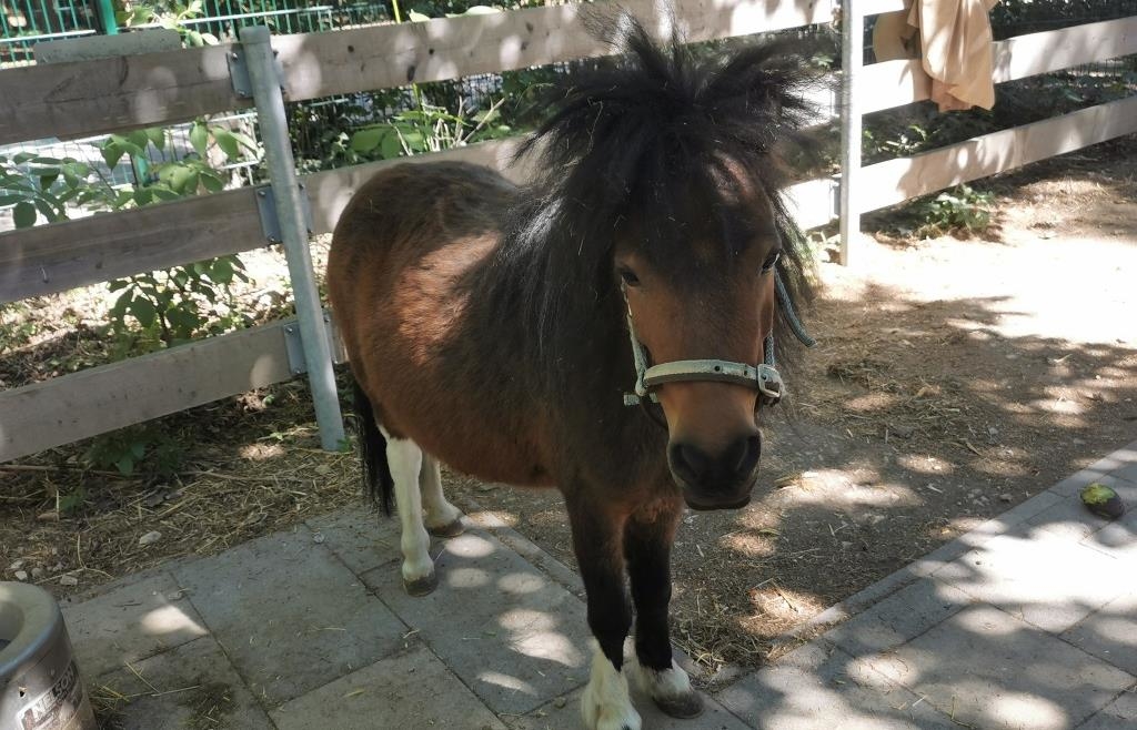 Comeback des Orakels: Pony Fiona aus der Höllohe tippt WM-Spiele der ...