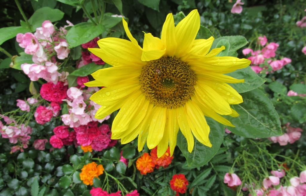 Die schönsten Bilder der Kelheimer Leserfotografen im August, Teil 1