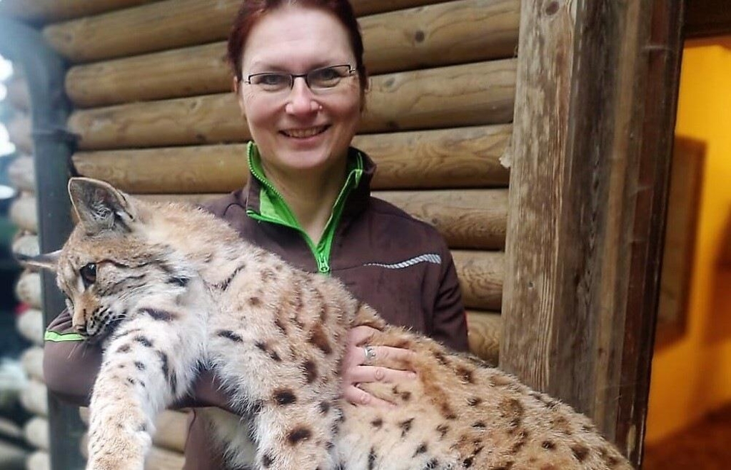 Bayerwald-Luchs auf Reisen: Bewohner aus dem Tierpark Lohberg zieht ...