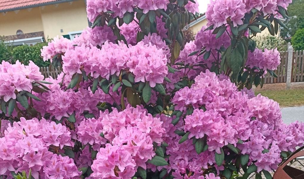 Leserfotos: So schönt zeigt sich der Mai im Landkreis Schwandorf