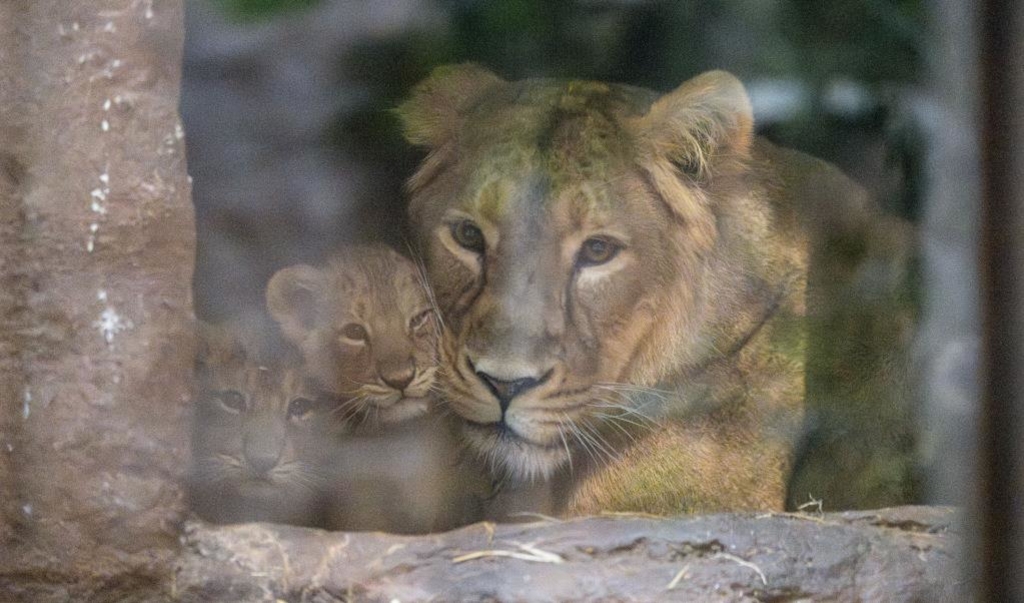 Süß, aber gefährlich: Die ersten Farbfotos der Löwen-Babys im ...