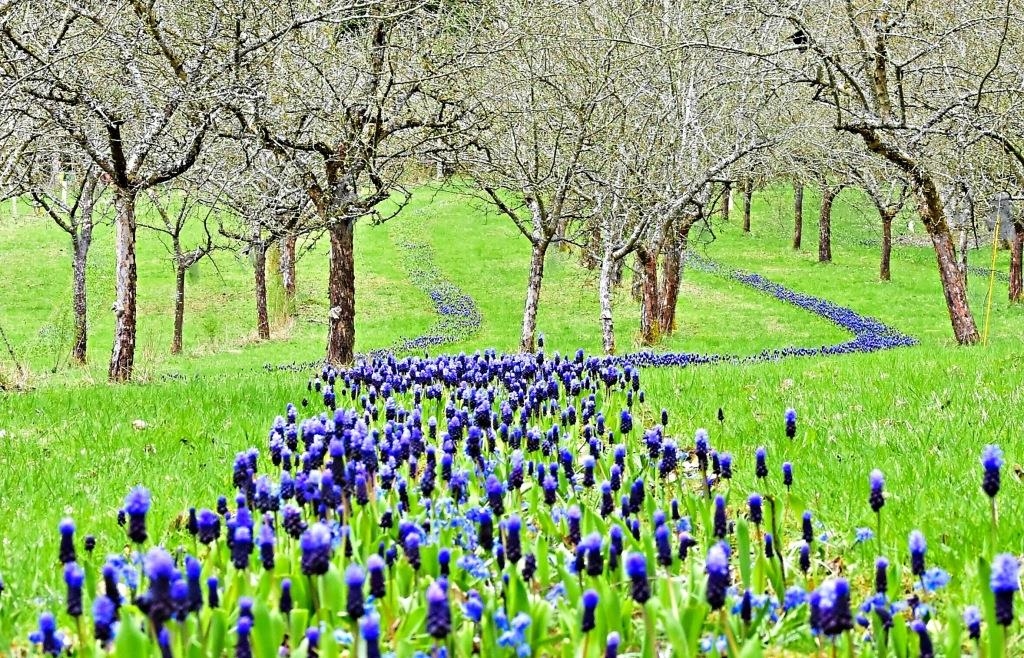 Auf der Streuobstplantage in Dieterskirchen erfreuen 120.000 ...