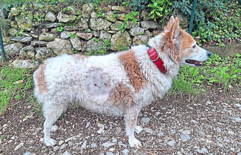 Hündin Mila nach Attacke durch Artgenossen verletzt – Kelheimer Hundehalter sauer