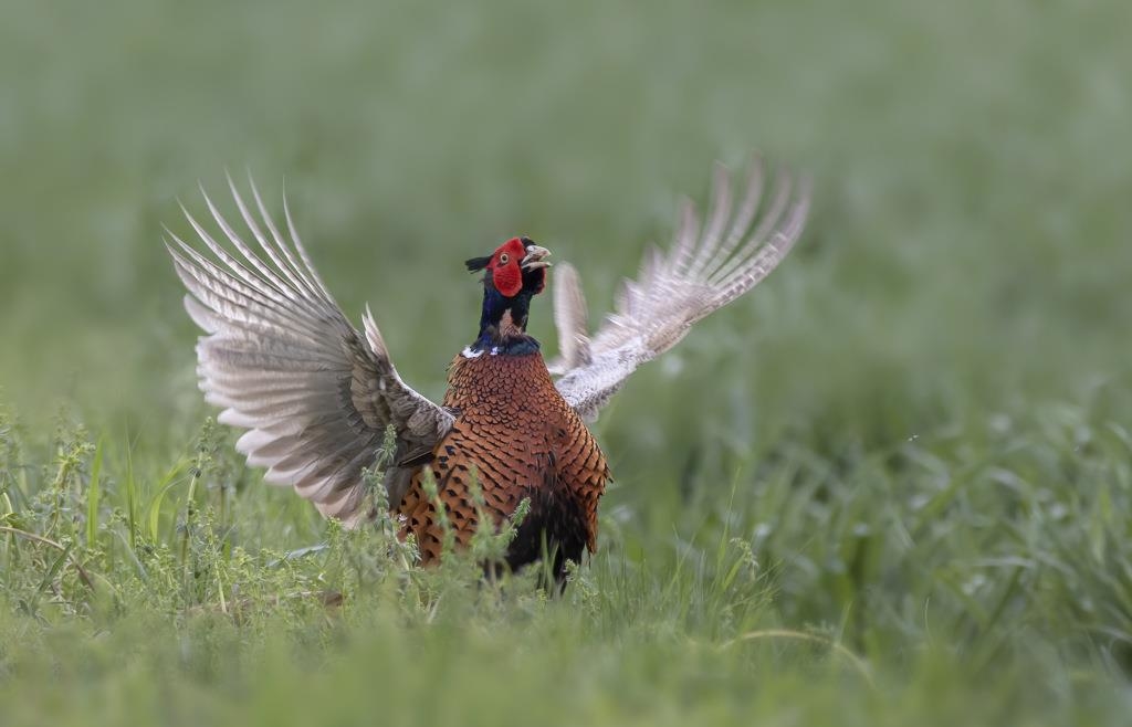 Der Fasan ist Jagdobjekt und Schreckgespenst zugleich