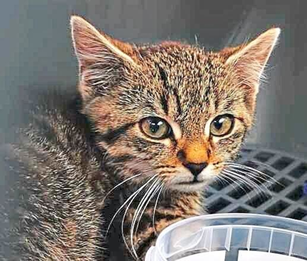 Junge Katze gefunden