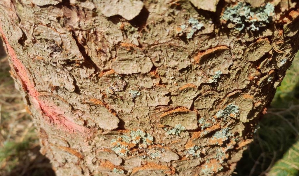 Borkenkäferschwärmflug erfordert gesteigerte Aufmerksamkeit in Lam