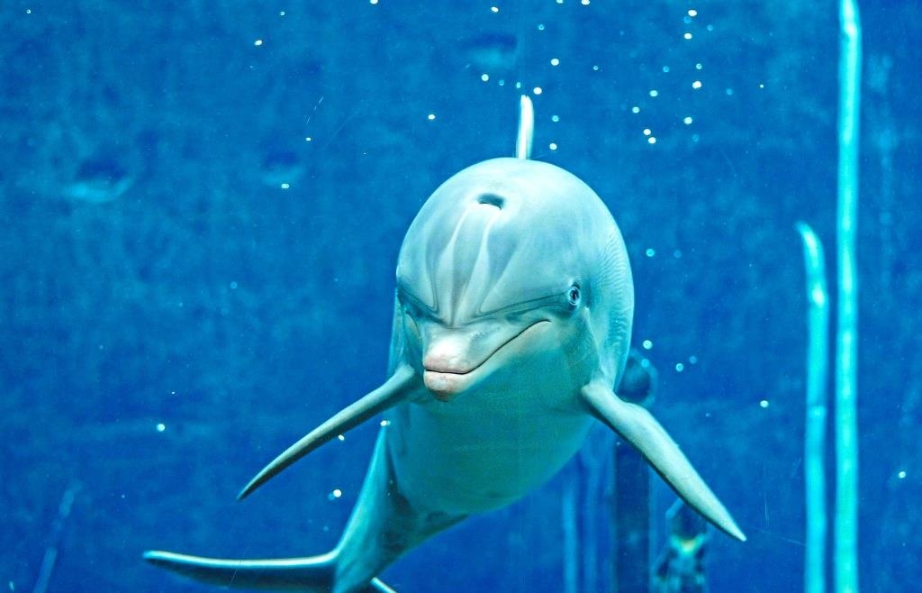 Internationale Fachzeitschrift beleuchtet in mehreren Artikeln die Rolle von Delfinarien