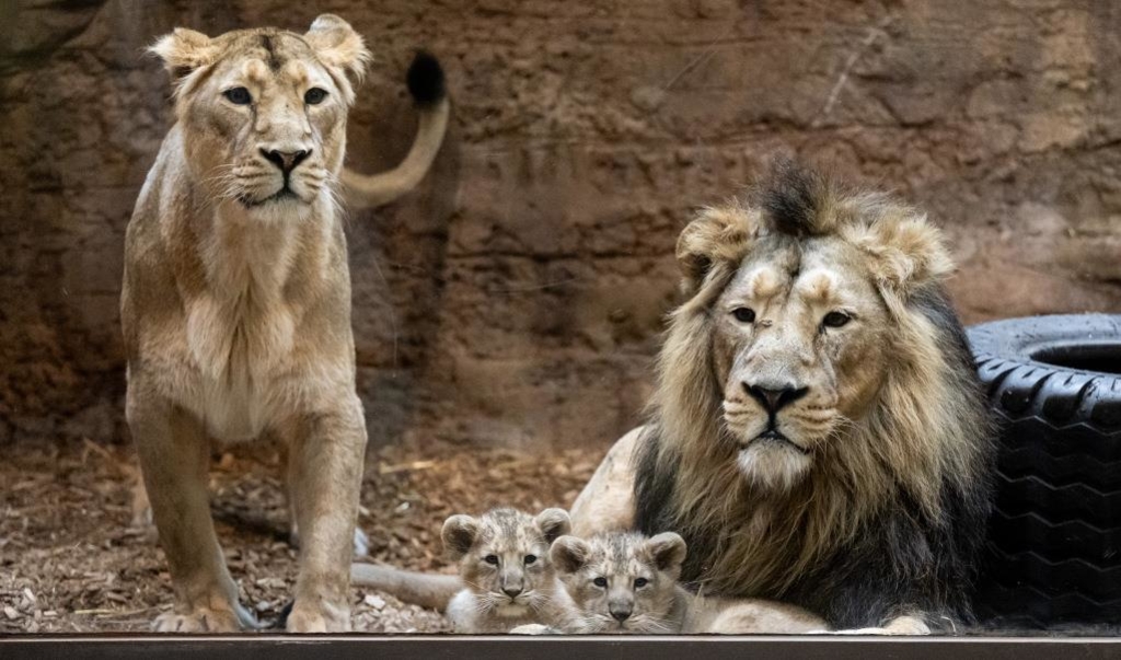 Süß, aber gefährlich: Die ersten Farbfotos der Löwen-Babys im ...