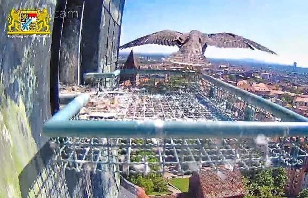 Nürnberger Wanderfalken werden flügge: Passanten sollen trotz ...